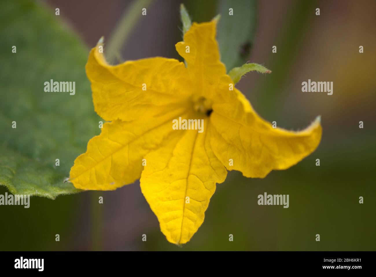 Cucumber Flower ( Cucumis sativus Stock Photo - Alamy