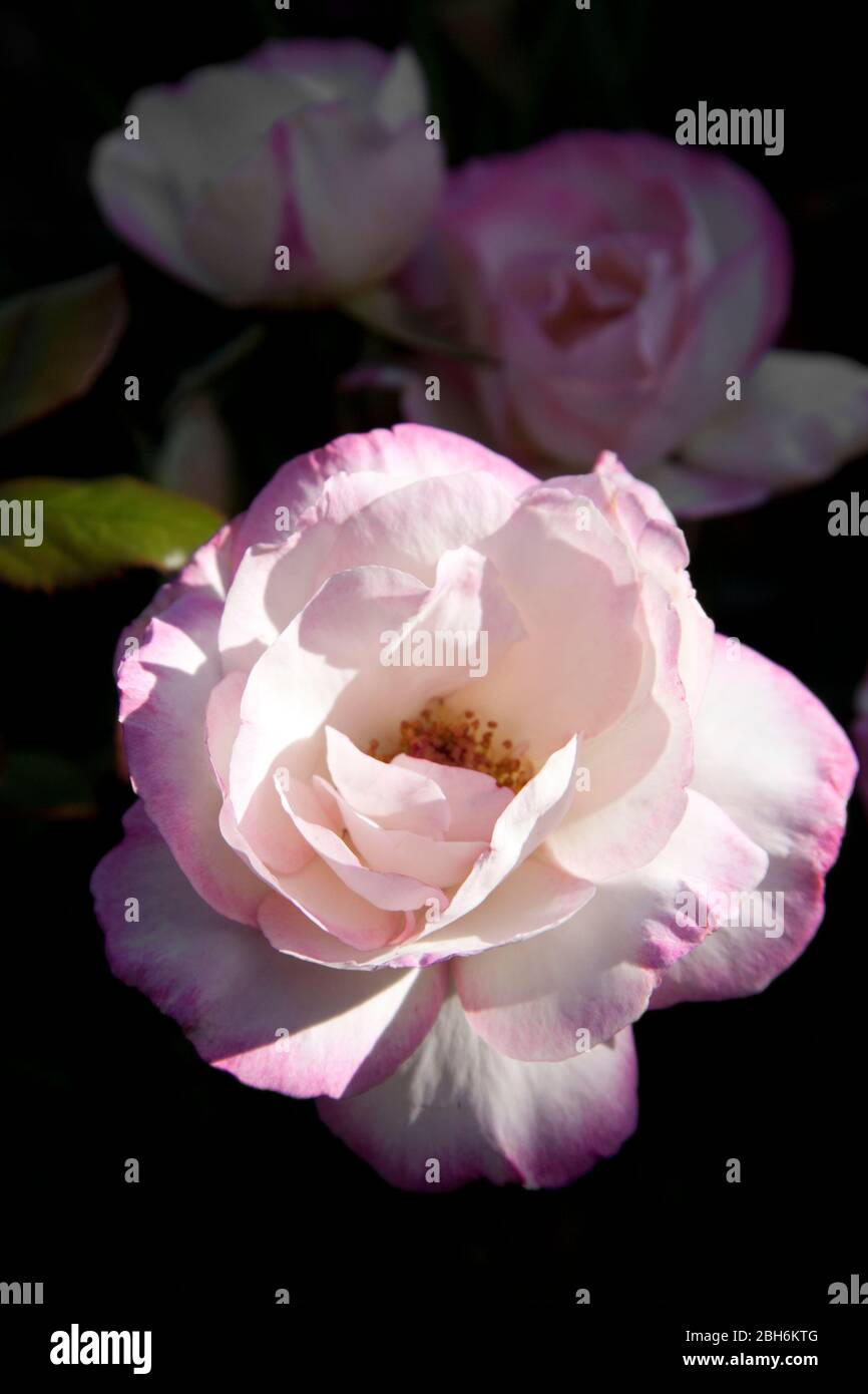 Roses in Bloom (Rosa Stock Photo - Alamy