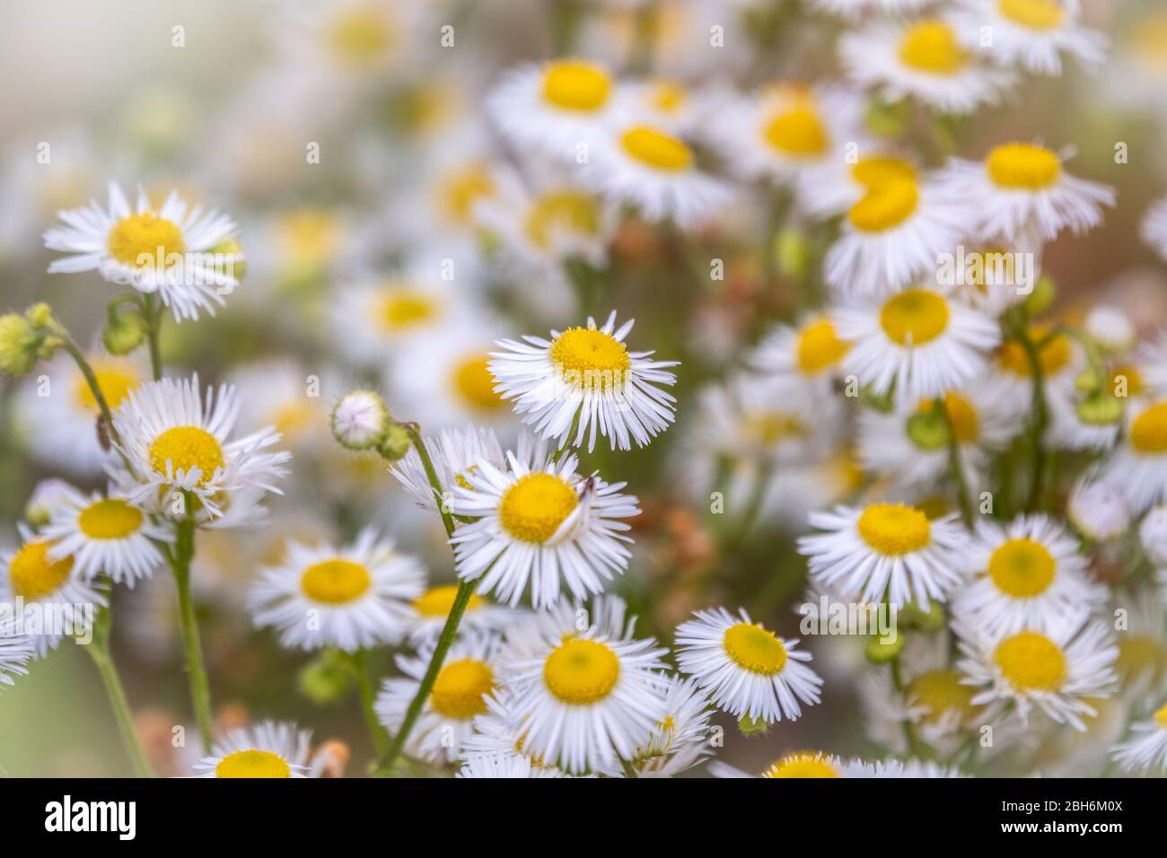 White and yellow daisy flowers on a green blurred background ...