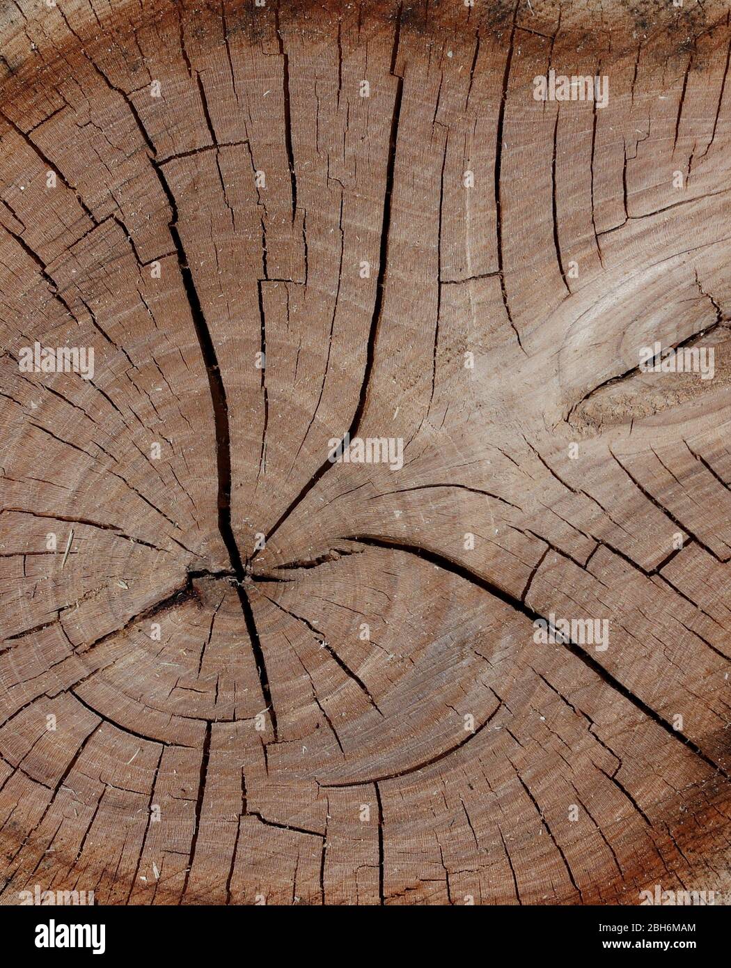 Wood texture shown by cross-section or top view of a tree stump close ...