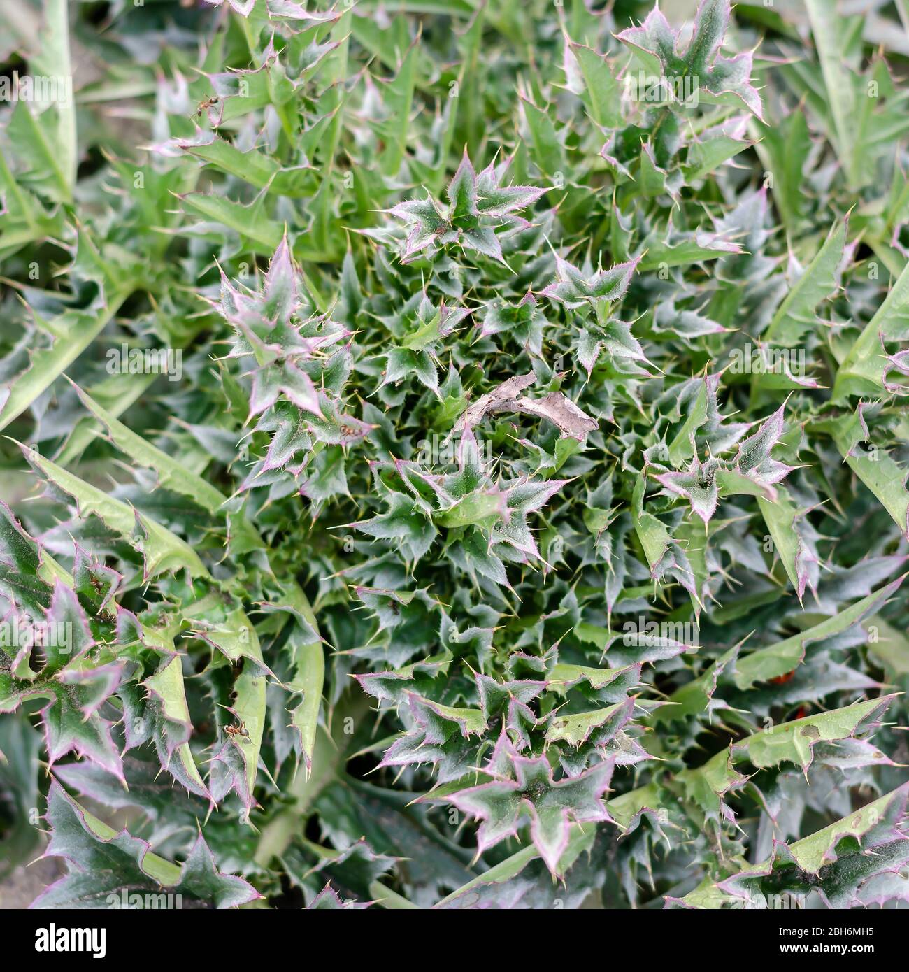Spiky leaves of a shrub background. Leaves with many sharp spines close ...