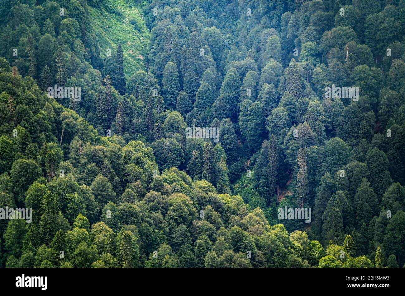 Thick green forest on the hillside. Green colors in the mountain forest ...