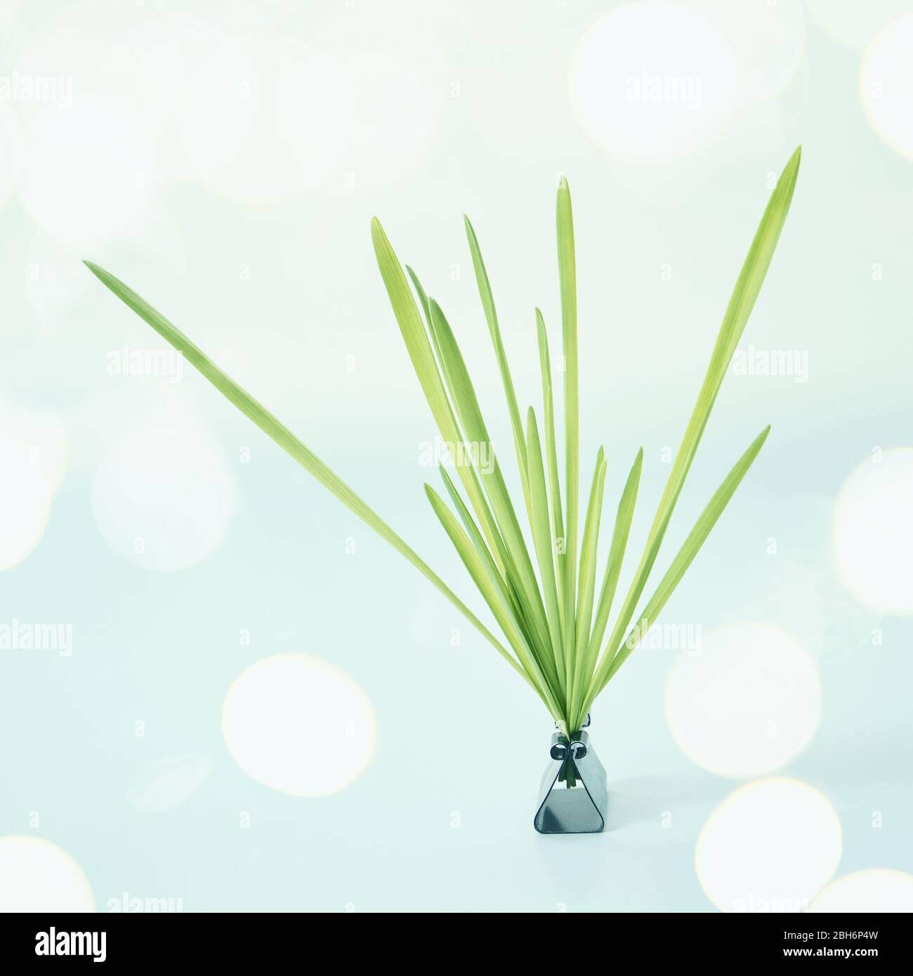 Green grass bush. Grey background Stock Photo - Alamy