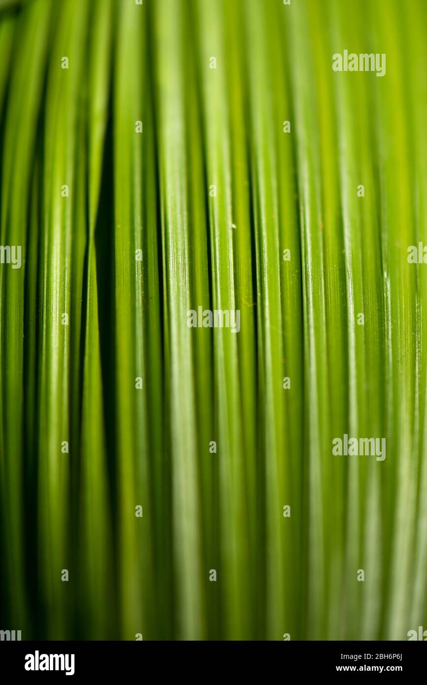 Green leaves nature patterns for background and wallpaper Stock Photo ...