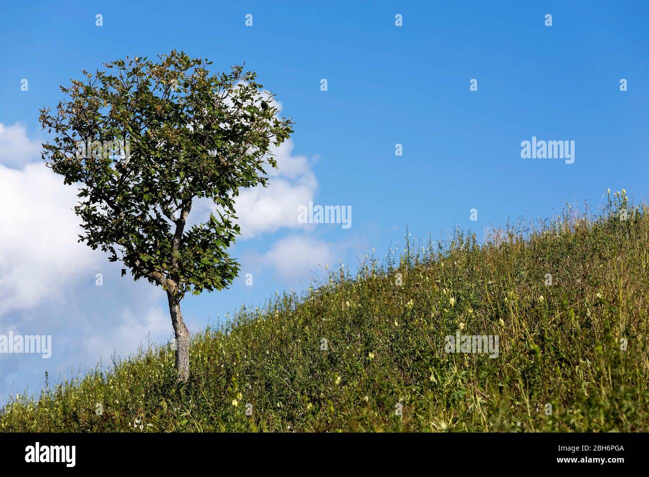 A Isolated Tree On The Hill Stock Photo - Alamy