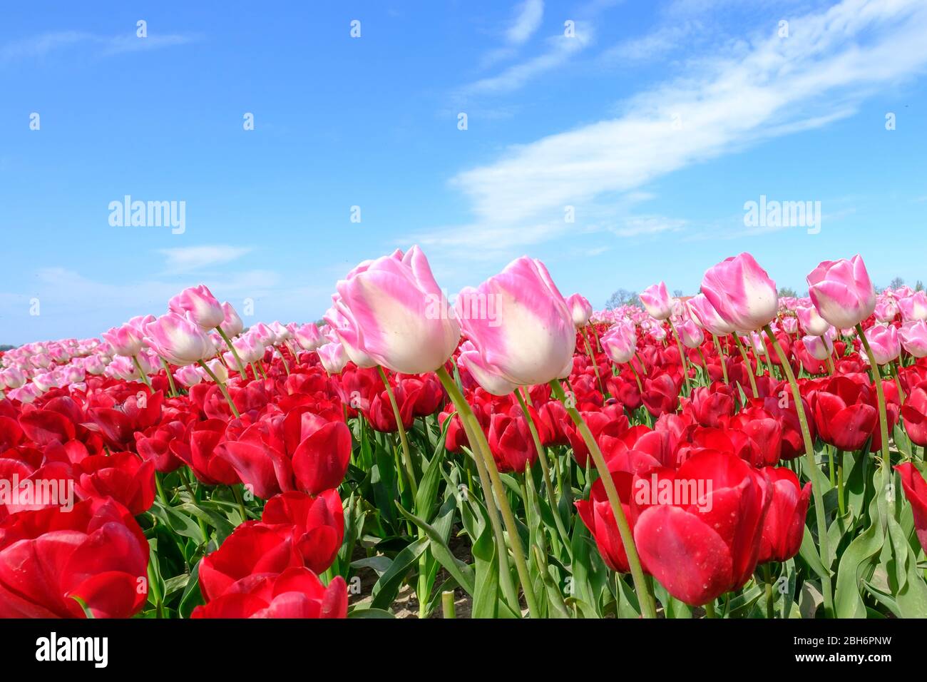 Long pink tulips in a red tulips field with wide angle lense from below ...