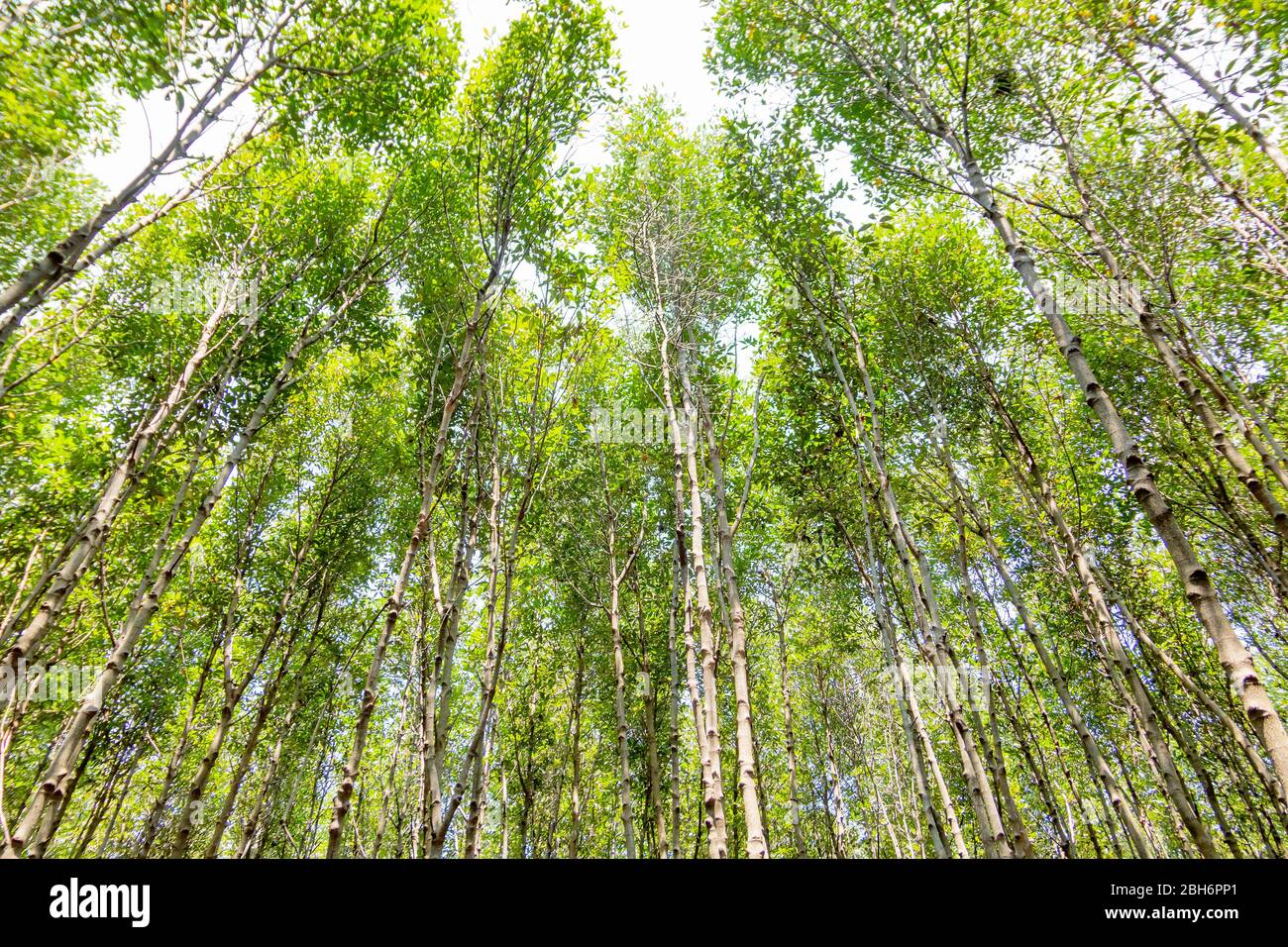 Mangrove trees canopy in the dsaylight wallpaper Stock Photo - Alamy
