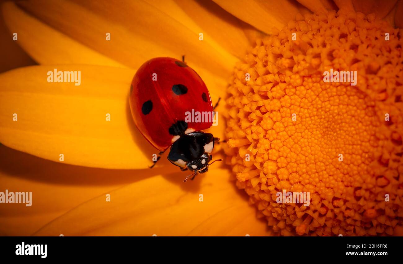 Ladybird beetle marigold flower hi-res stock photography and images - Alamy