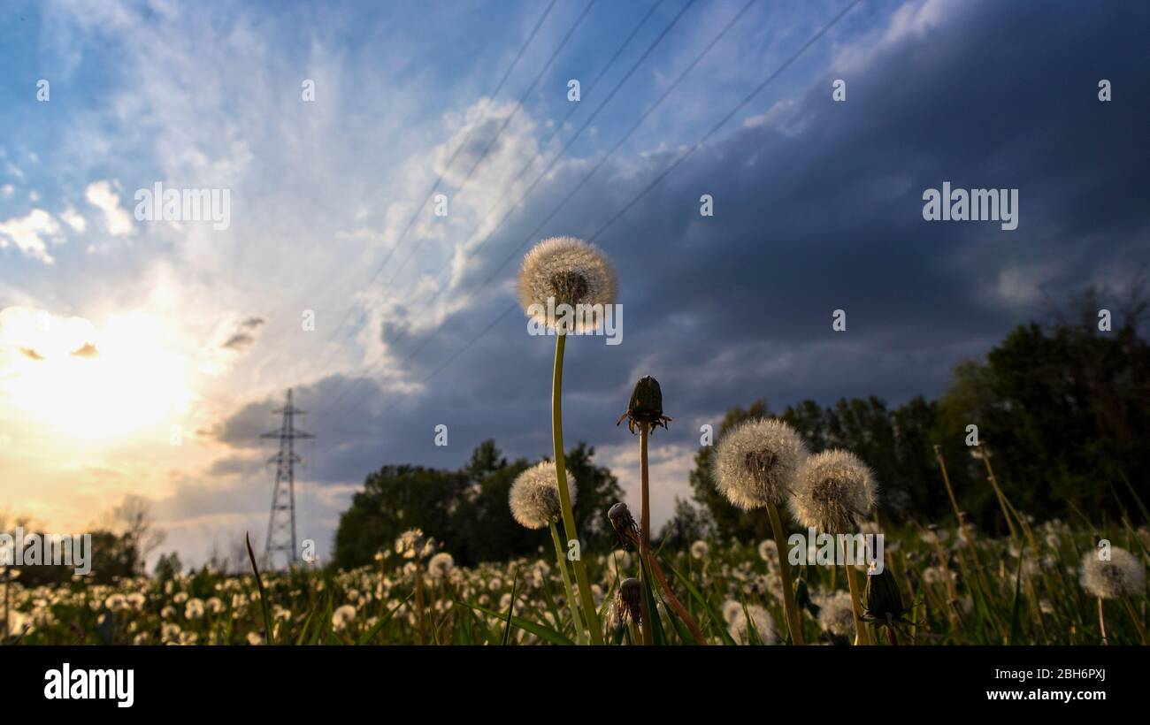 Dandelion Field Sunset