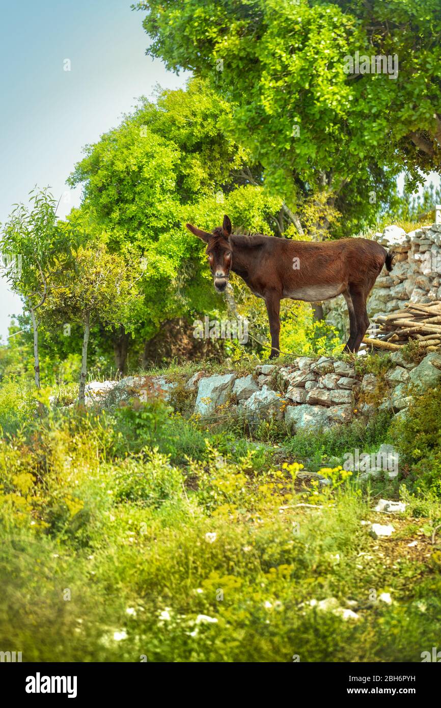 Donkey stands hi-res stock photography and images - Alamy