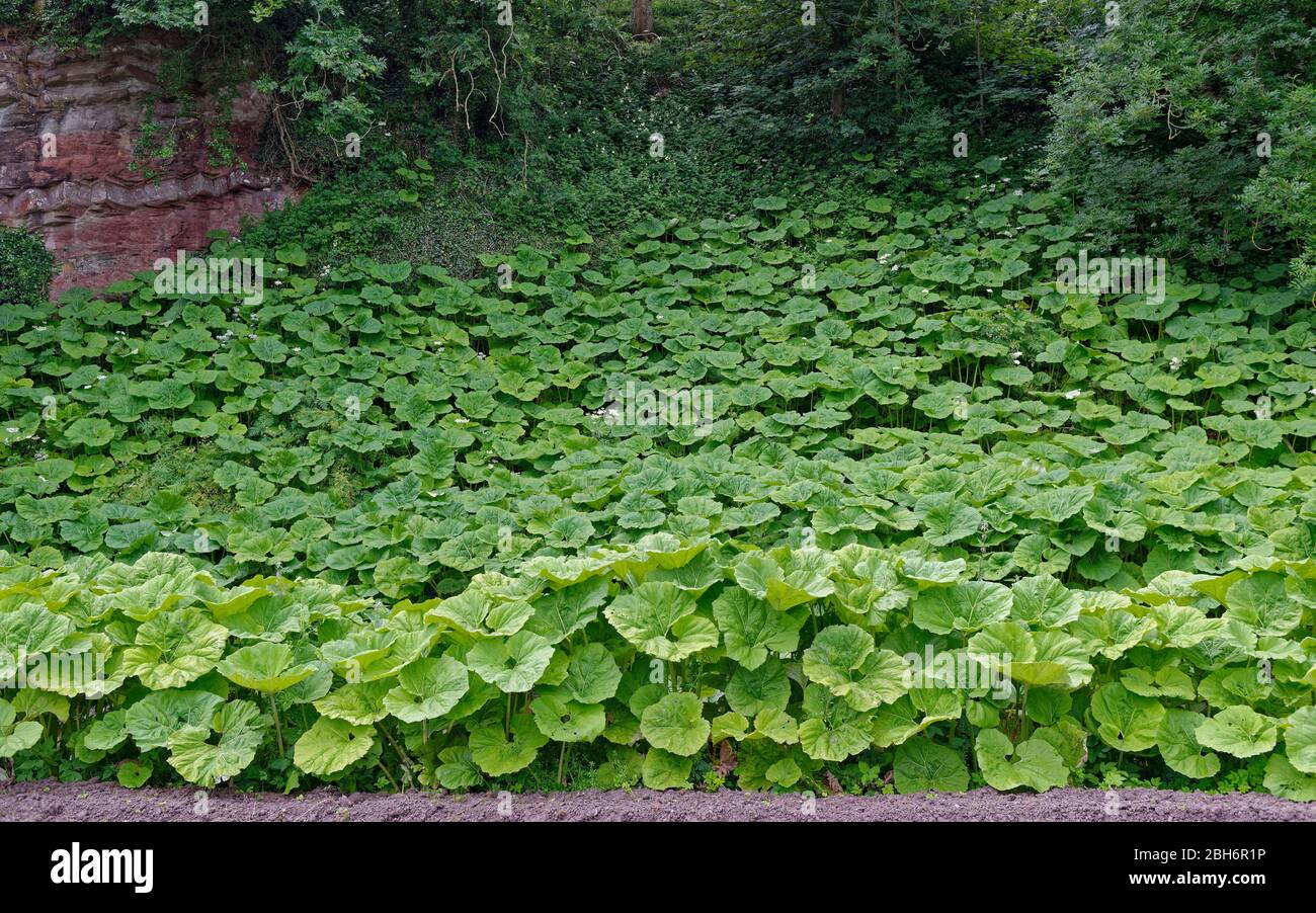 Dense clumps of Giant Rhubarb, Gunnera tinctoria cover and hide a small ...