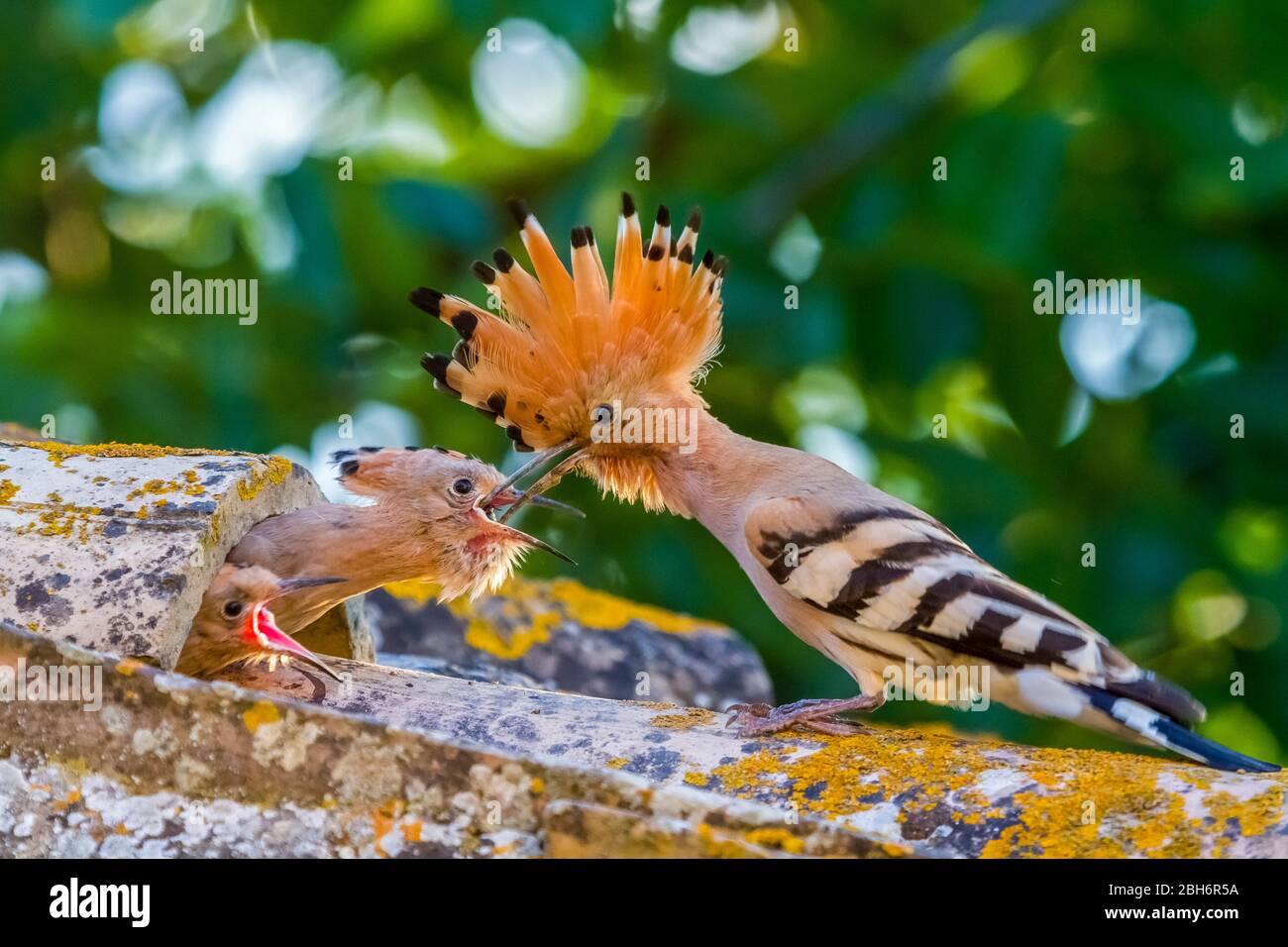 Upupa upupa hi-res stock photography and images - Alamy