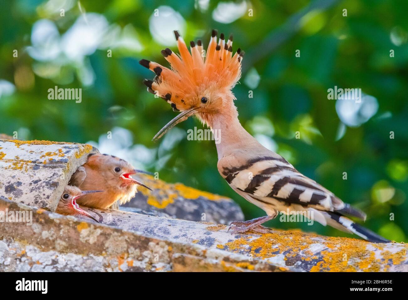 Upupa upupa hi-res stock photography and images - Alamy