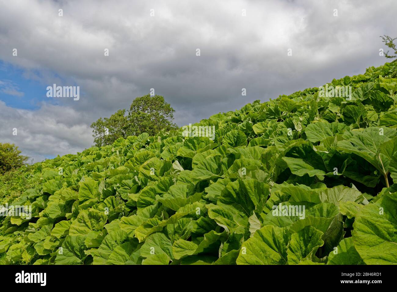 Shrubs and trees on slope hi-res stock photography and images - Alamy