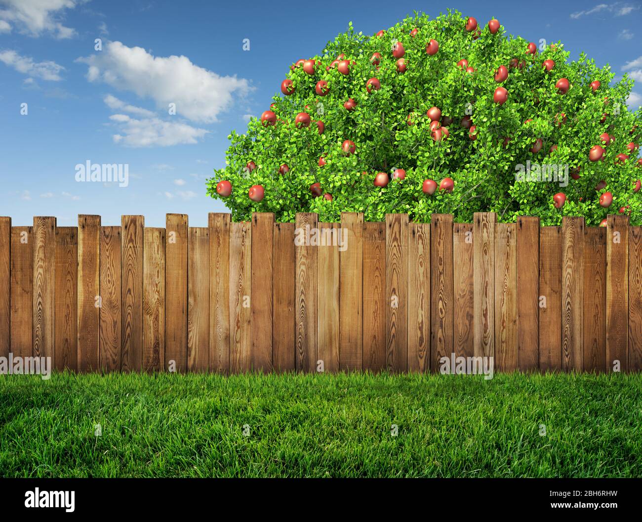 apple tree in garden and wooden backyard fence Stock Photo - Alamy