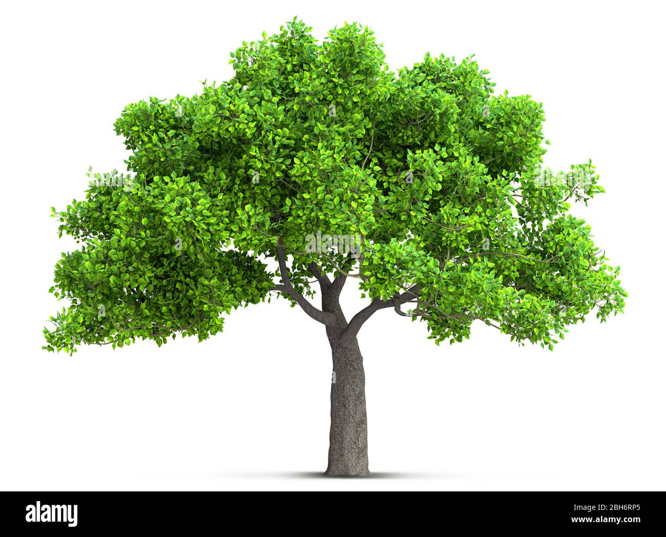 High detailed hi-res stock photography and images - Alamy