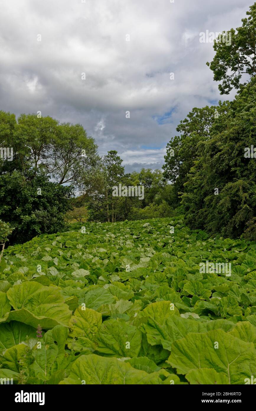 Mat and clump forming species hi-res stock photography and images - Alamy