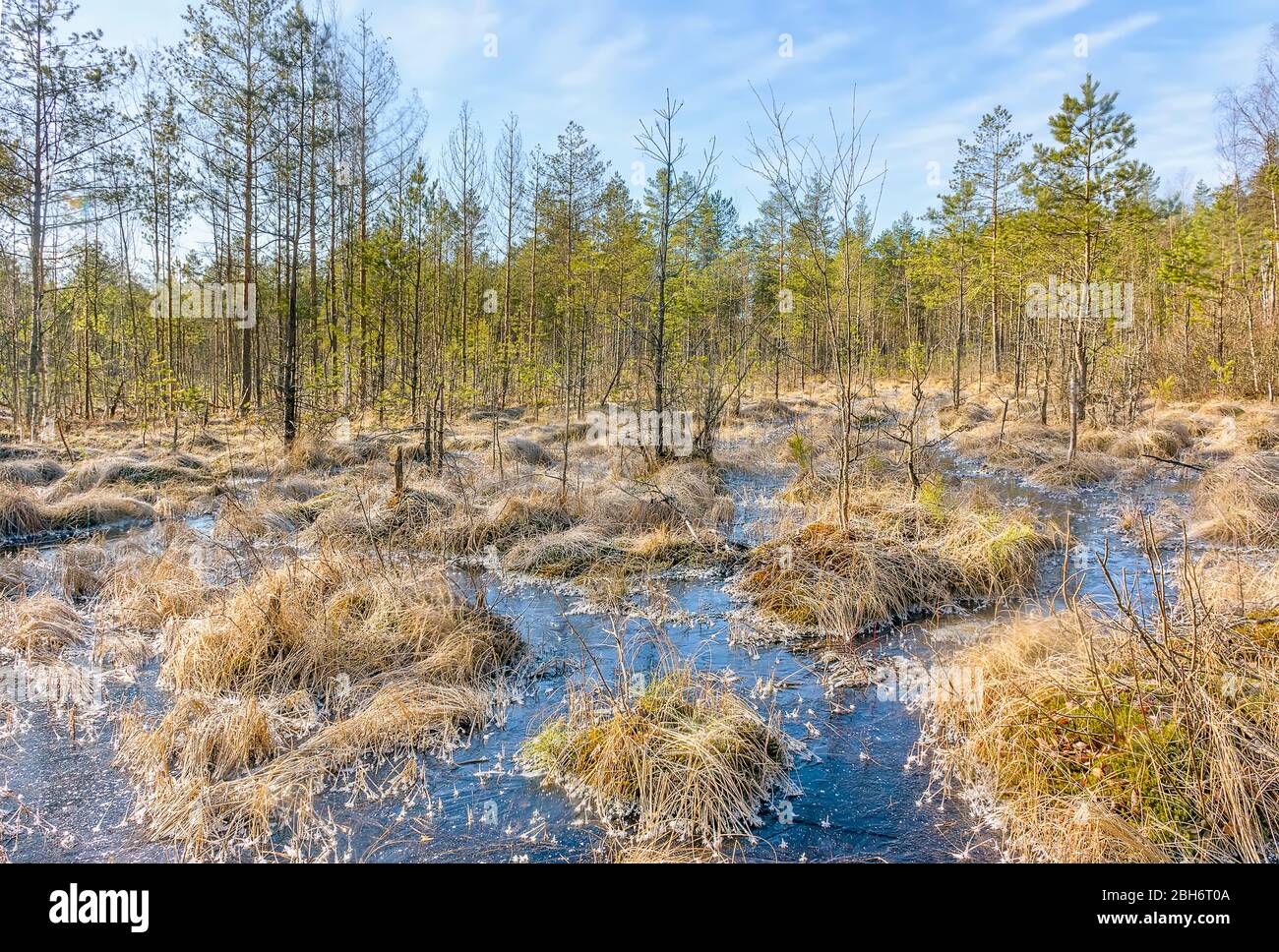 Swamp landscape on a frosty March day Stock Photo - Alamy