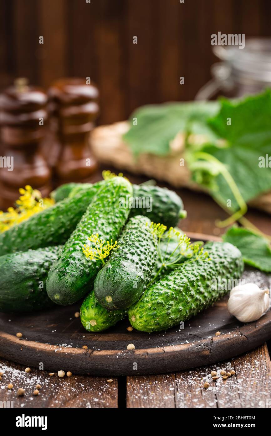 Fermenting cucumbers, cooking recipe salted or marinated pickles with ...