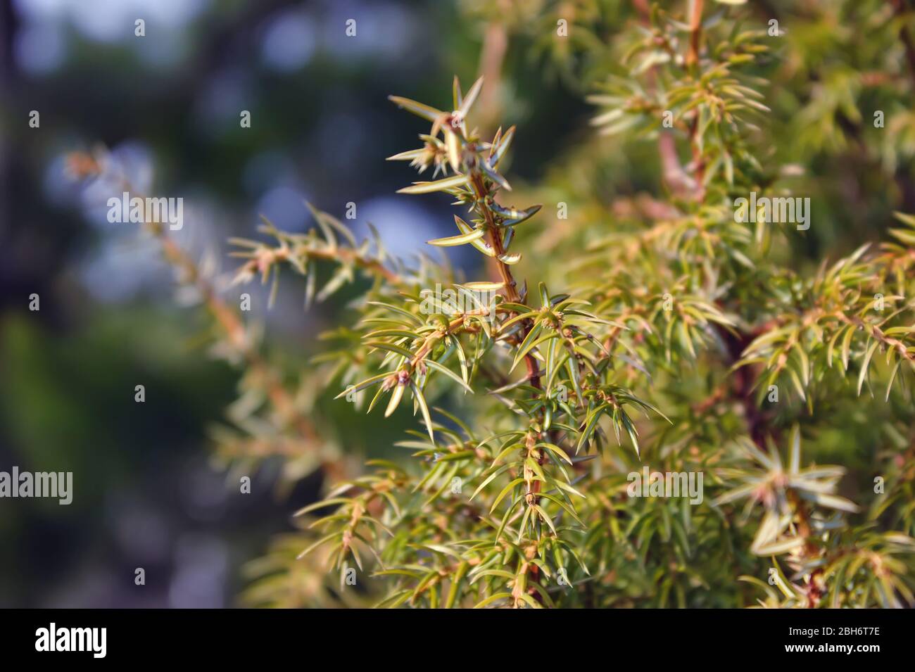 Green juniper twigs close up detail, natural organic background Stock ...