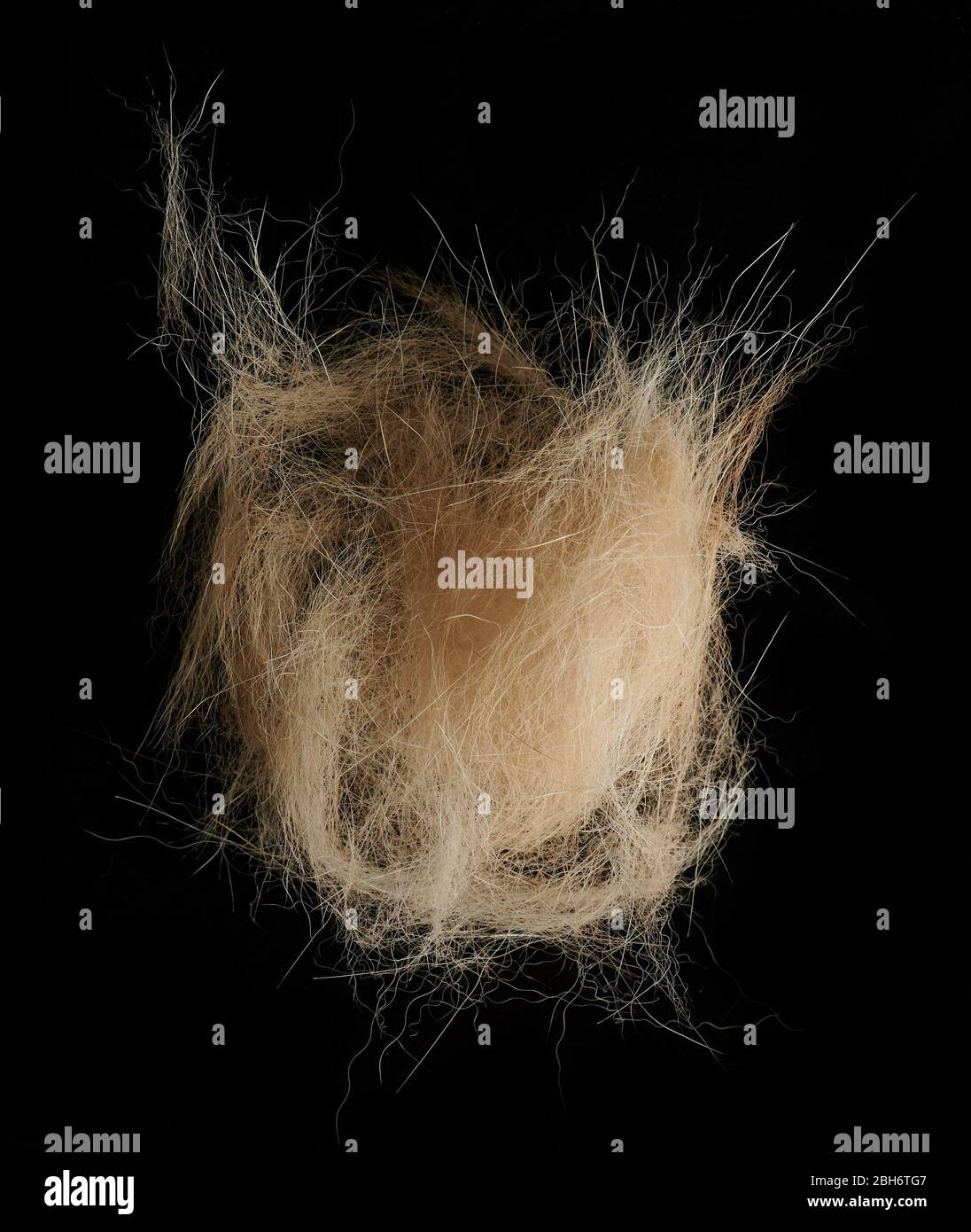 Shred of dog brown hair close up view isolated on black background ...