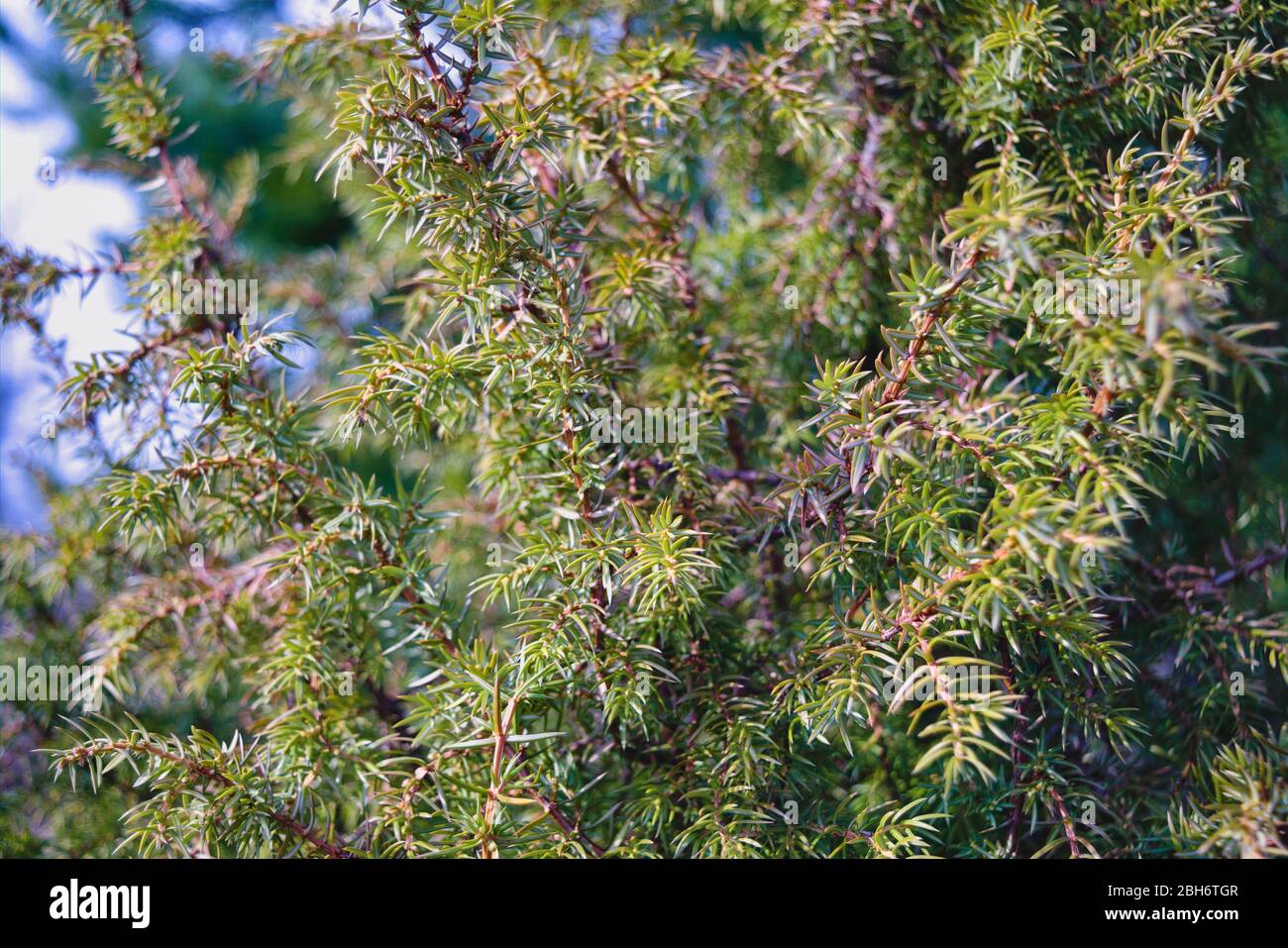 Emerald juniper plant hi-res stock photography and images - Alamy