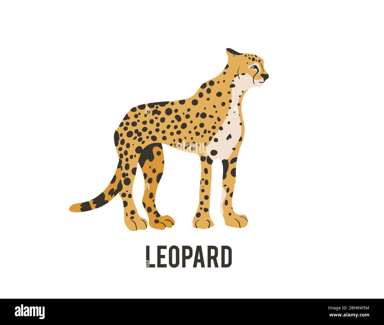 The leopard. Vector isolated animal Stock Vector Image & Art - Alamy