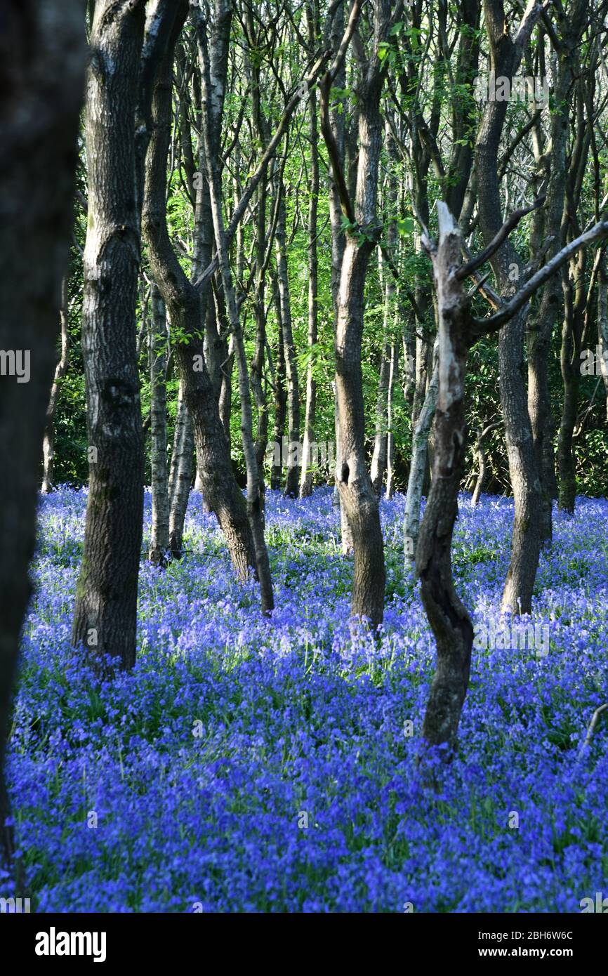 bluebells, or Hyacinthoides non-scripta Stock Photo - Alamy