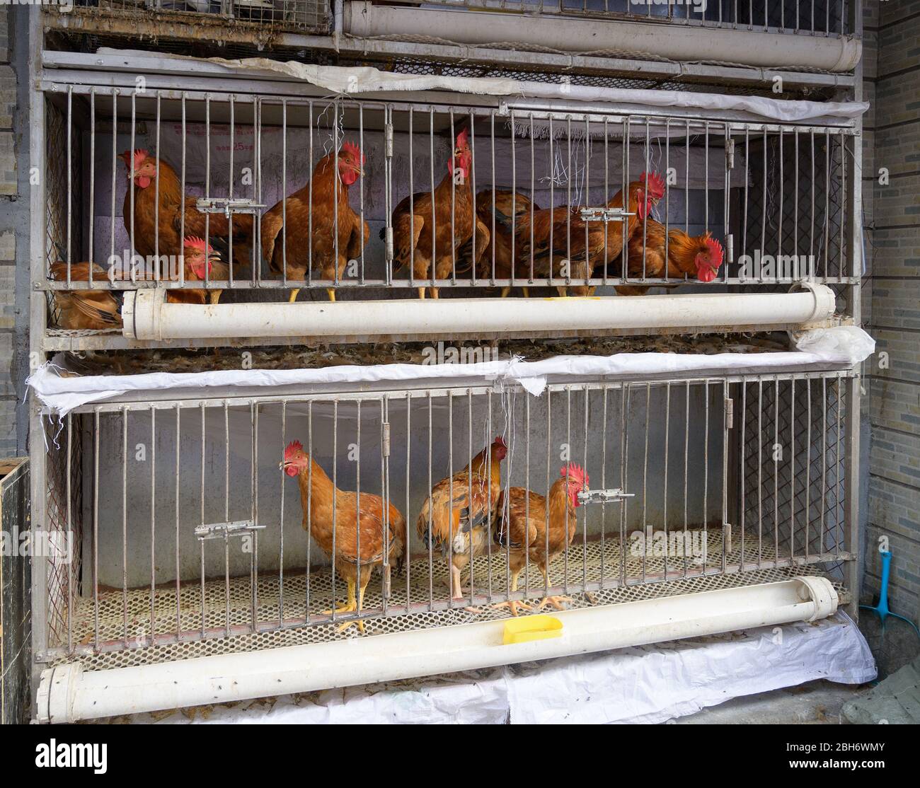 Live chickens in cage hi-res stock photography and images - Alamy