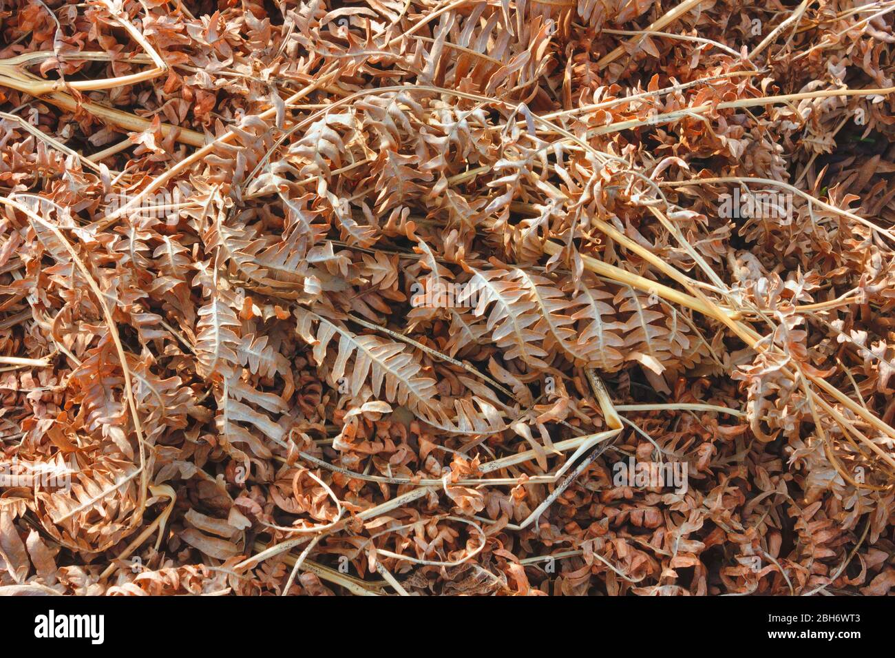 Dry leaf fern in spring. Dry yellow fern branches close-up. Natural ...