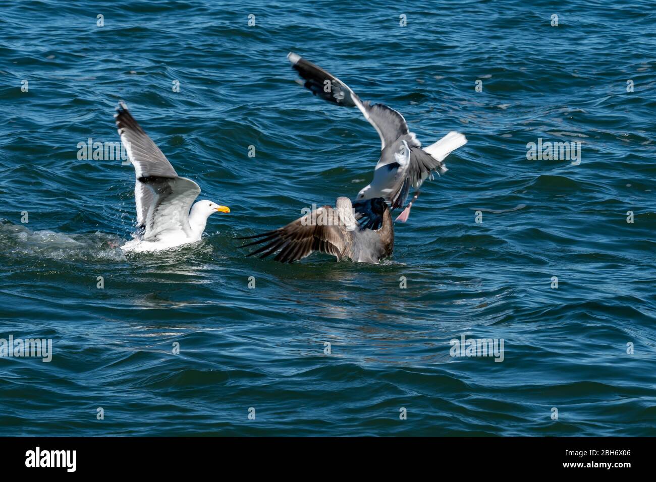 Flock of seagulls fighting while on water over food. Seagulls in action ...