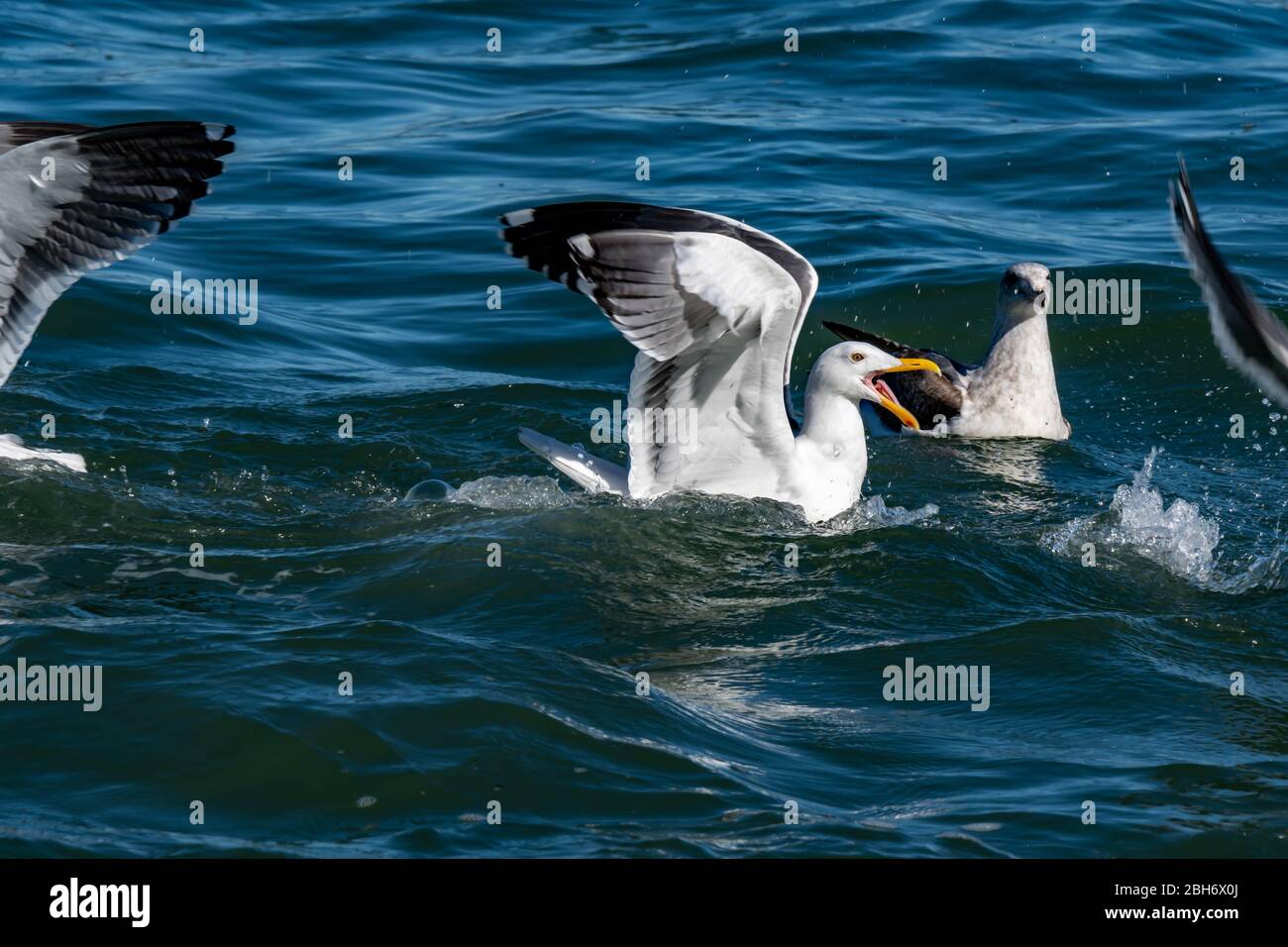 Flock of seagulls fighting while on water over food. Seagulls in action ...