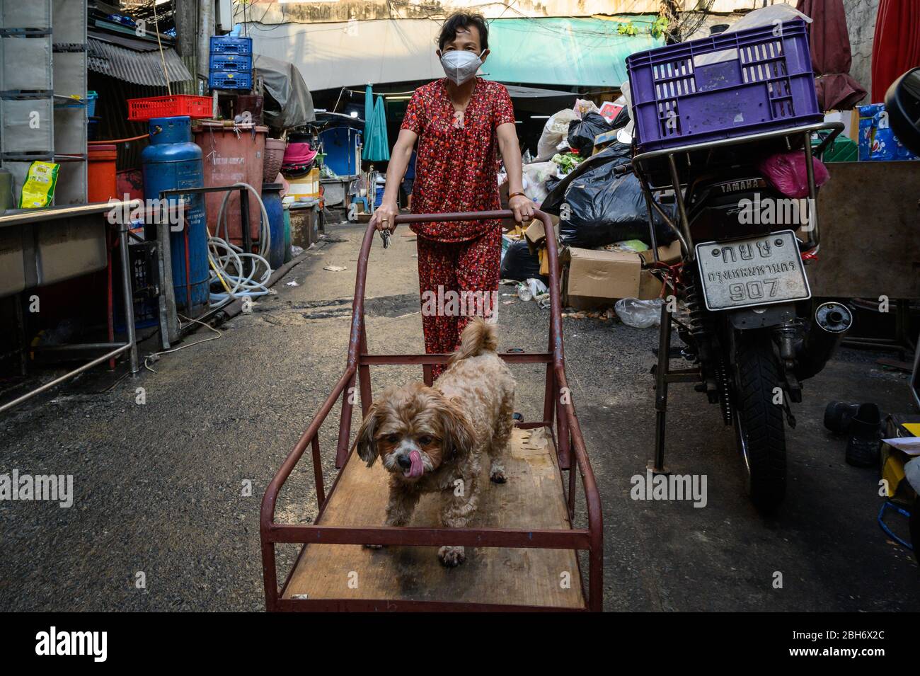 Woman pushing her dog on a cart, Bangkok, Thailand Stock Photo - Alamy
