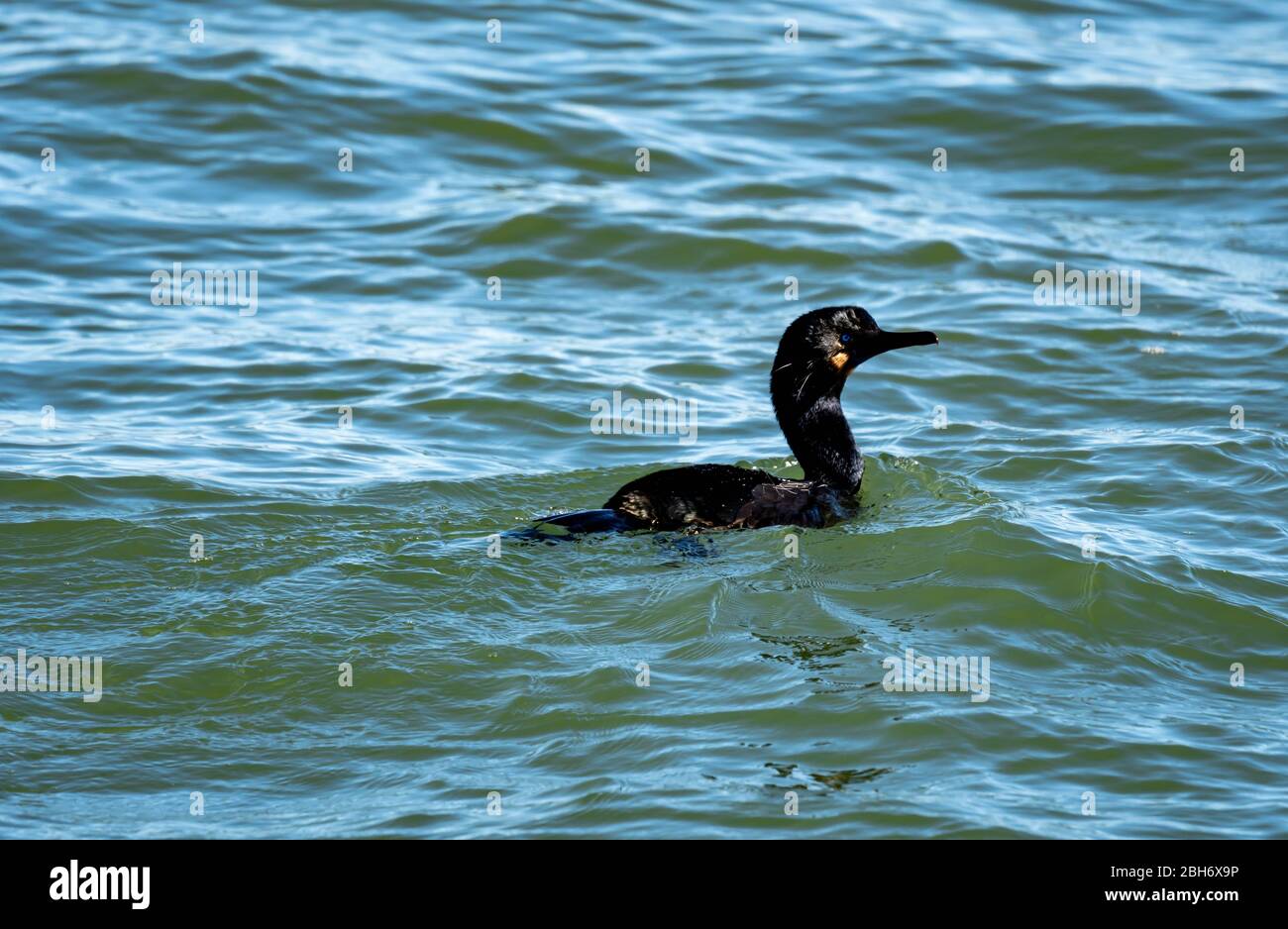 double-crested cormorant is a member of the cormorant family of ...