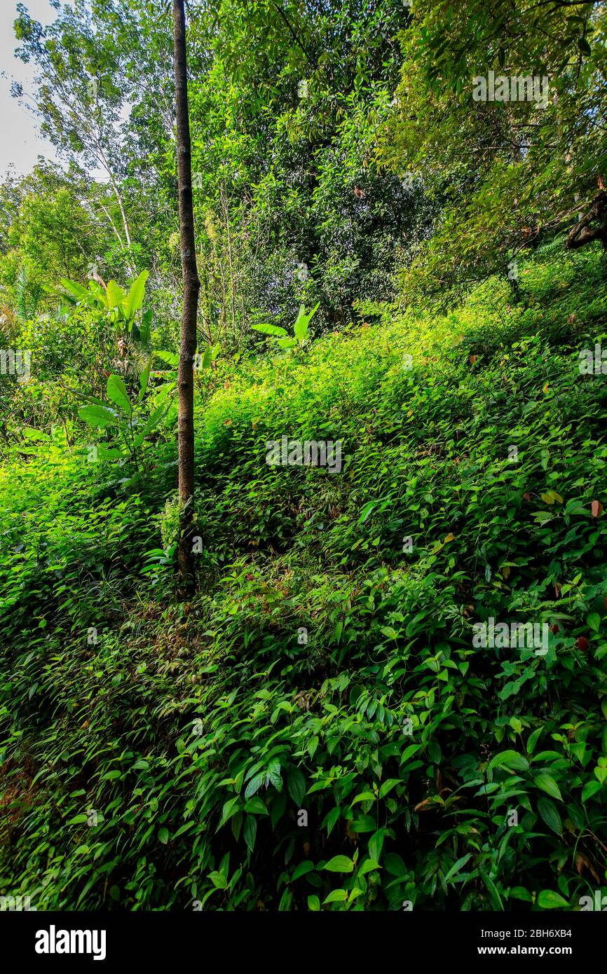 A tropical forest in the morning in Thailand. Landscape. Southeast Asia ...