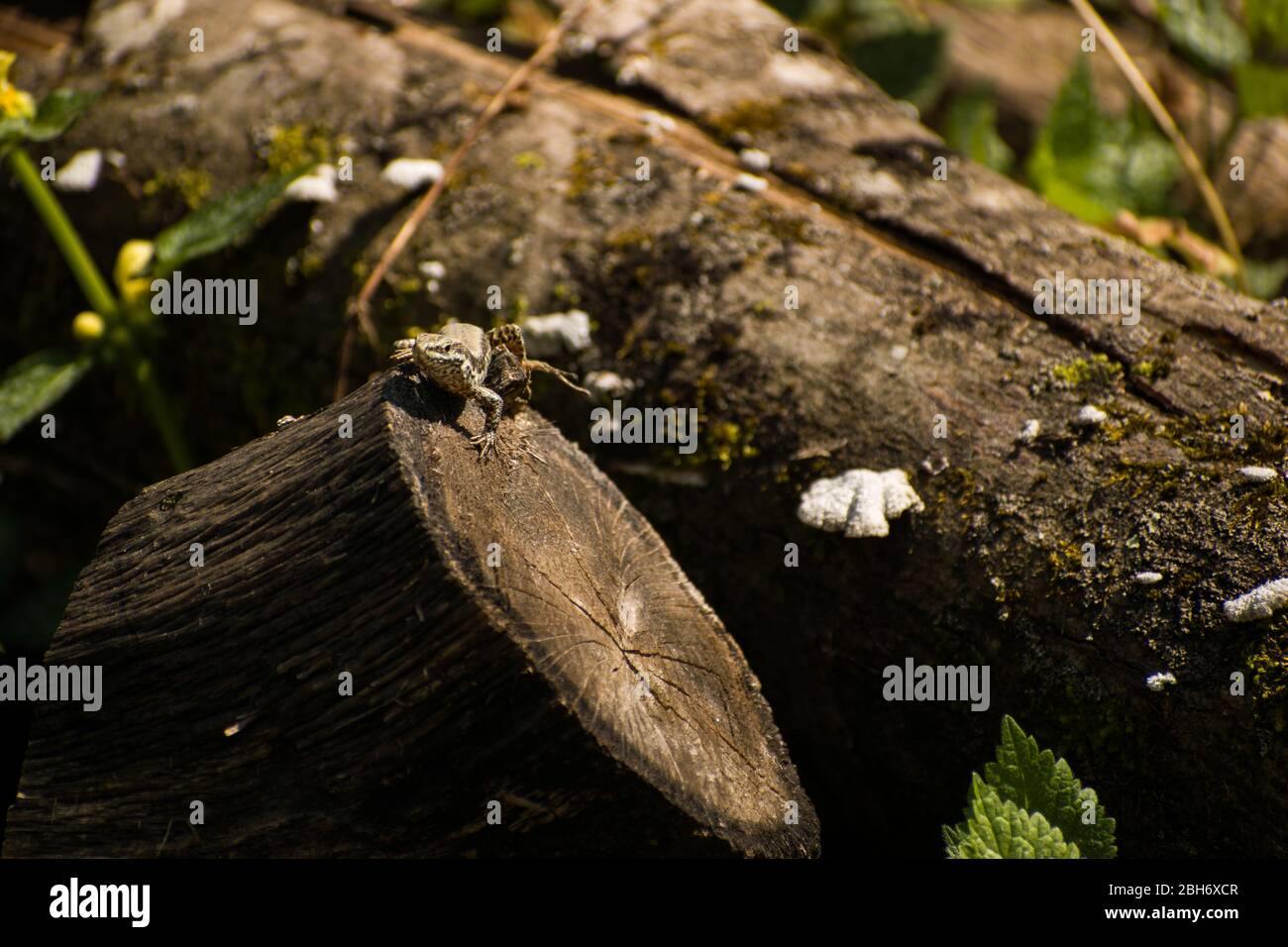 Stomp hi-res stock photography and images - Alamy