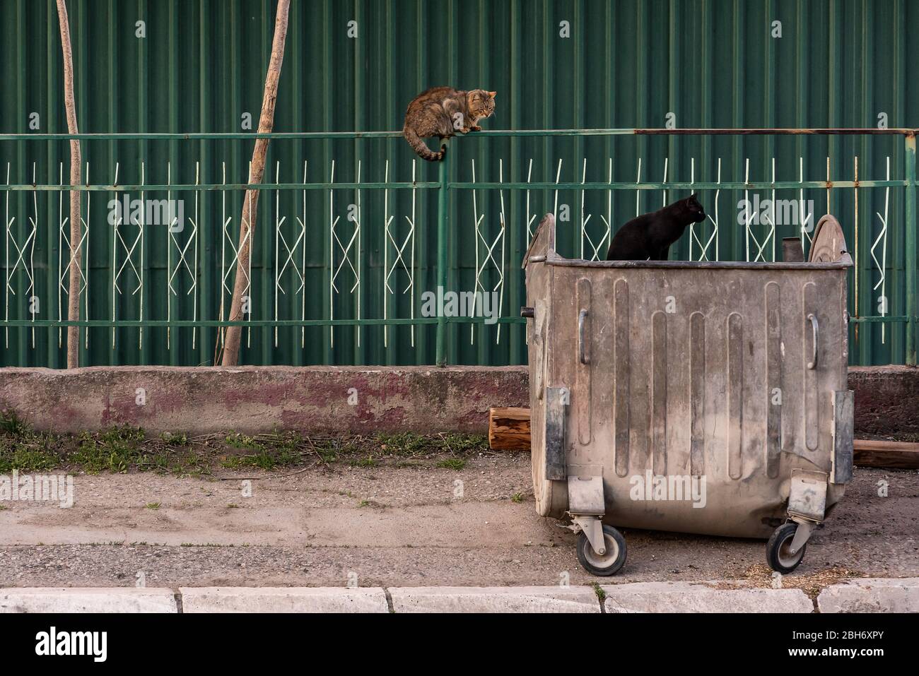Stray cat rubbish hi-res stock photography and images - Alamy