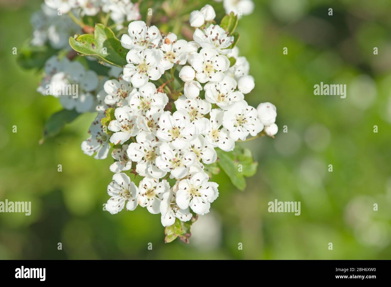 hawthorn in full bloom folklore abounds around this sturdy traditional ...