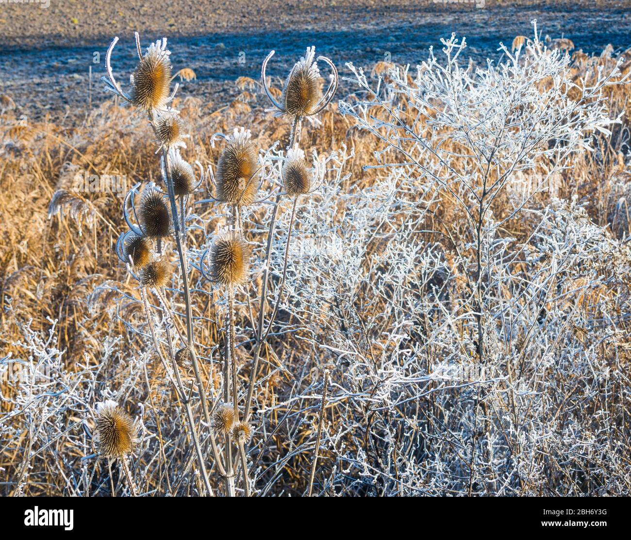 Clima invernal helado invierno hi-res stock photography and images - Alamy