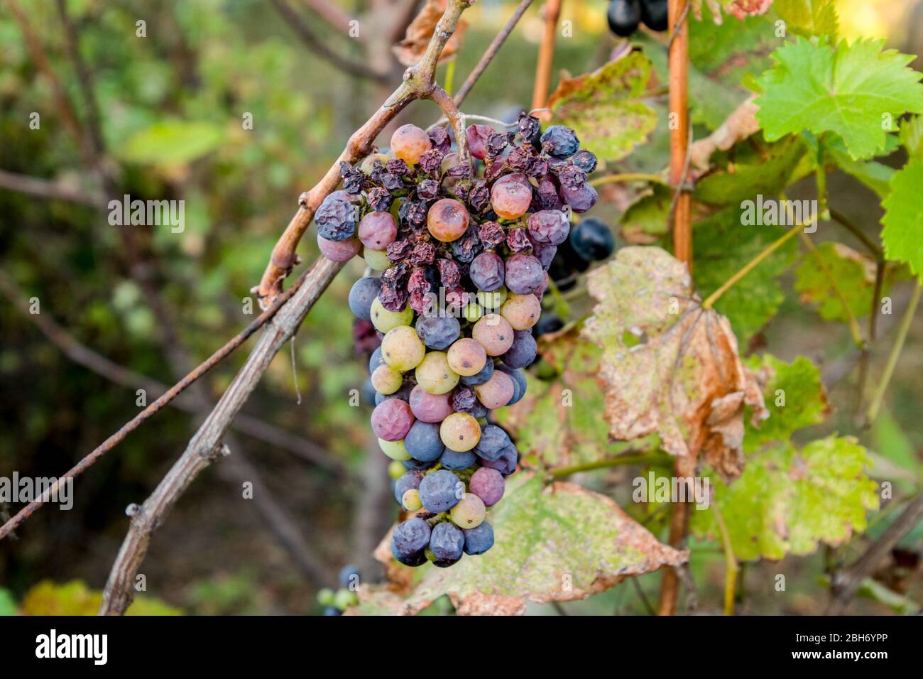 Grapes on the vine. The grapes on the vine dry out and deteriorate ...