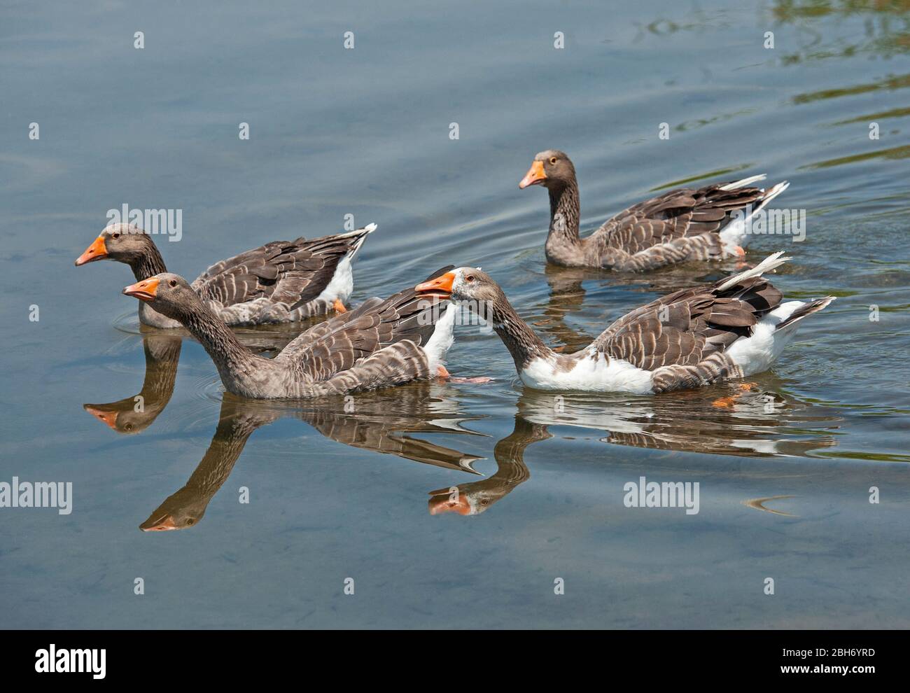 Small flock of wail greylag geese waterfowl anser anser paddling in ...