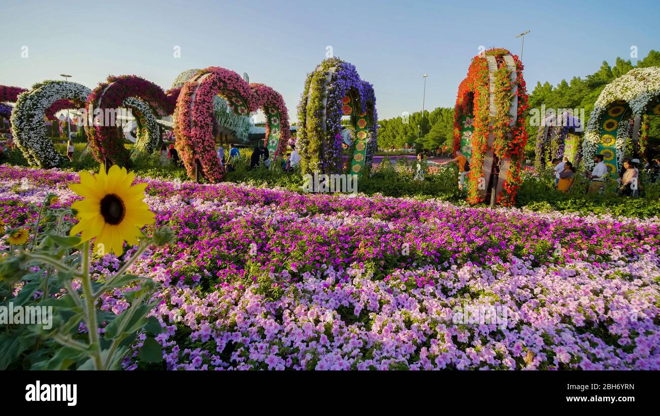 Dubai, UAE - December 14, 2019: Dubai Miracle Garden in the UAE. It has ...