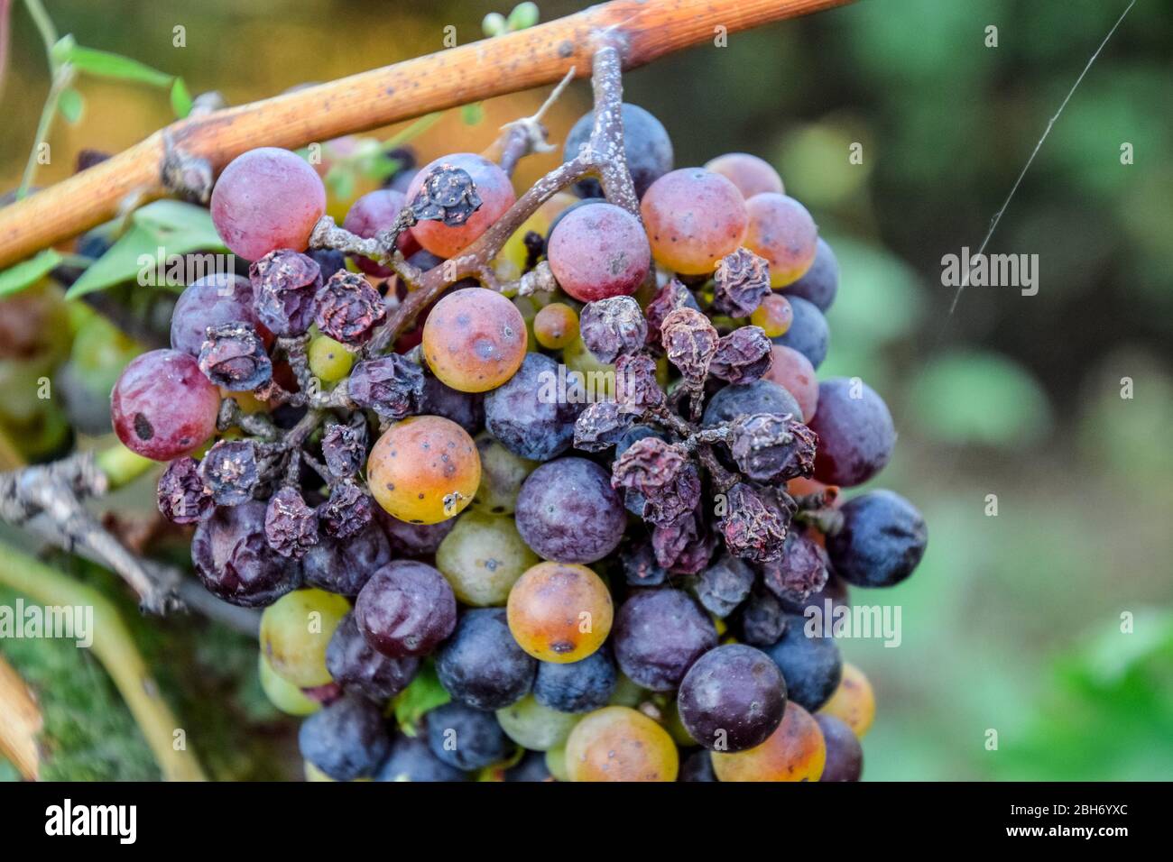 Grapes on the vine. The grapes on the vine dry out and deteriorate ...