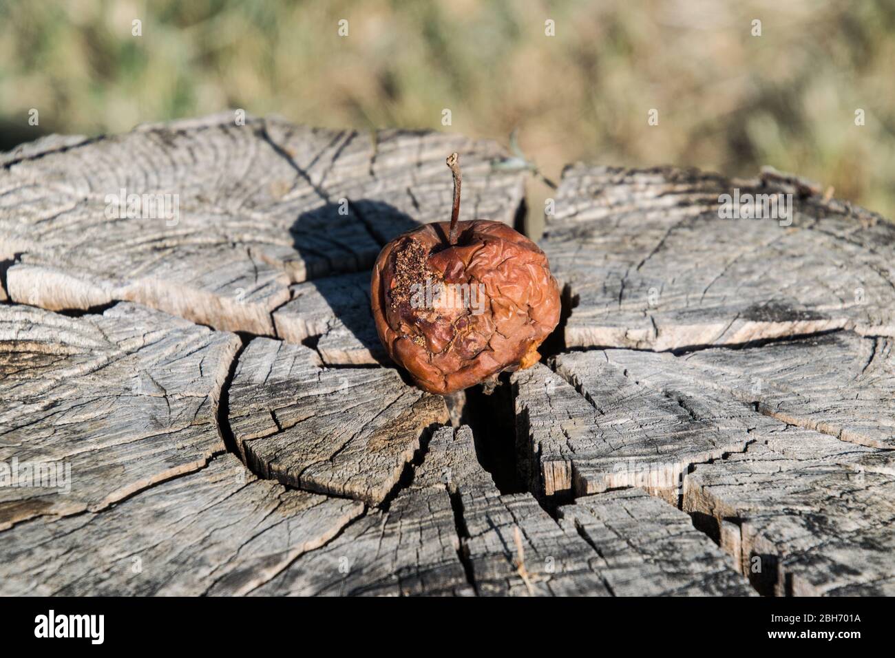 Rotten apple on a stump. Defeat apples. Spoiled crop Stock Photo - Alamy