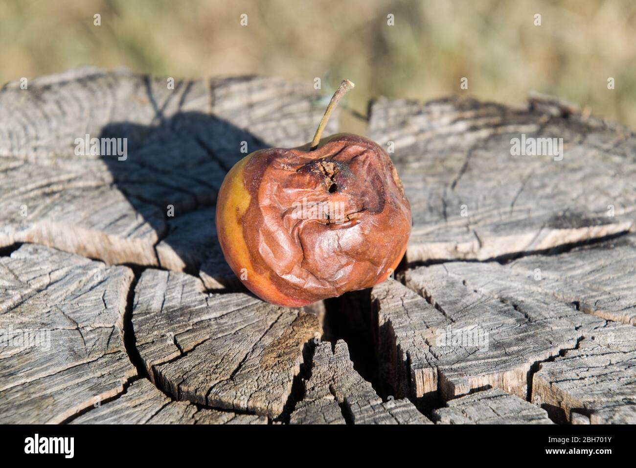 Rotten apple on a stump. Defeat apples. Spoiled crop Stock Photo - Alamy