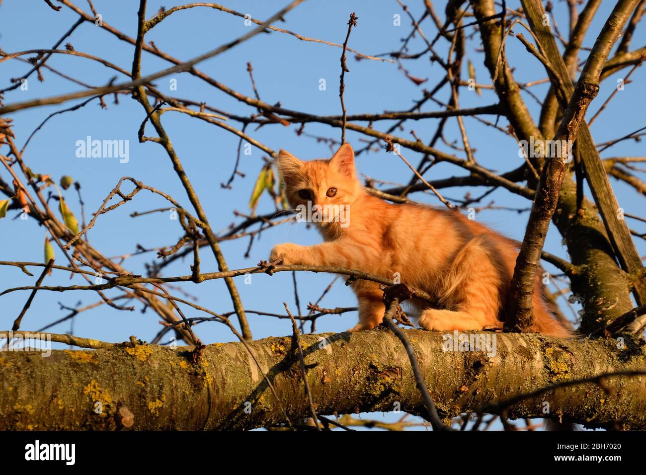 Red kitten on a tree. The cat plays and climbed a tree Stock Photo - Alamy