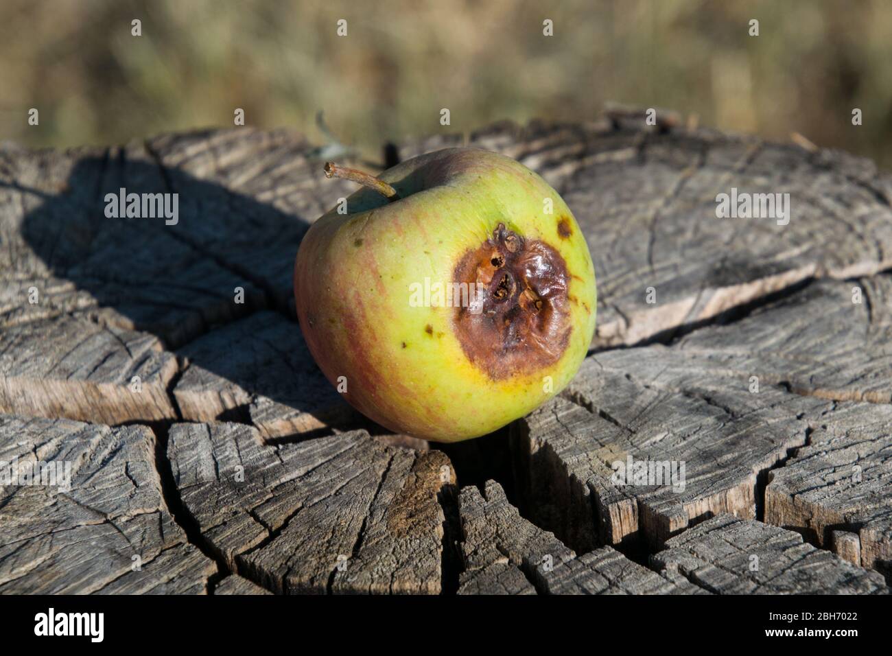 Rotten apple on a stump. Defeat apples. Spoiled crop Stock Photo - Alamy