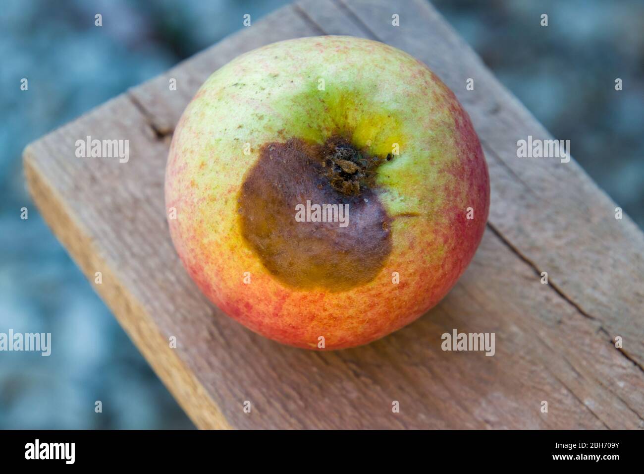 Rotten apple on the bench. Defeat apples. Spoiled crop Stock Photo - Alamy