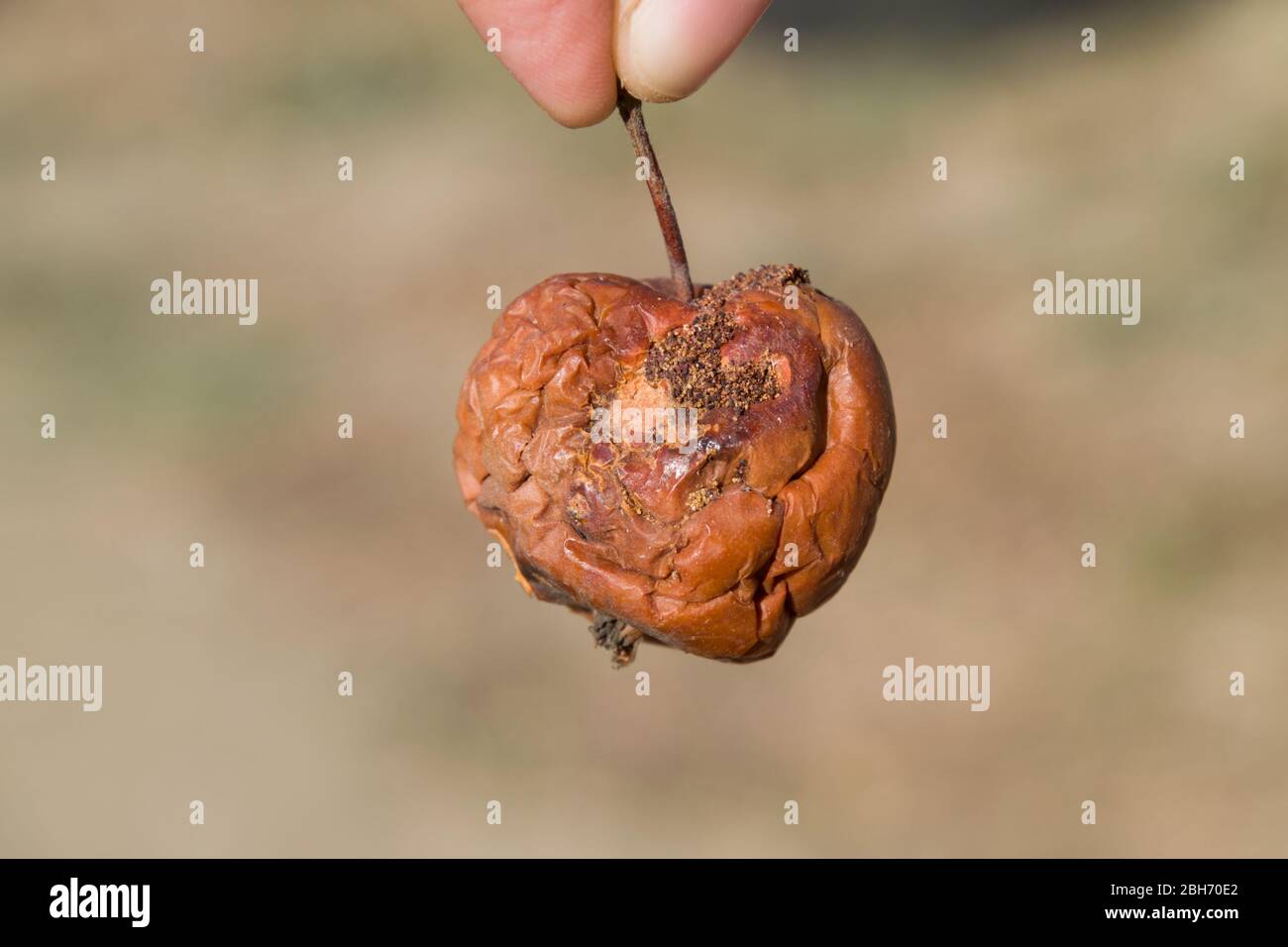 Rotten apple. a Defeat apples Spoiled crop Stock Photo - Alamy