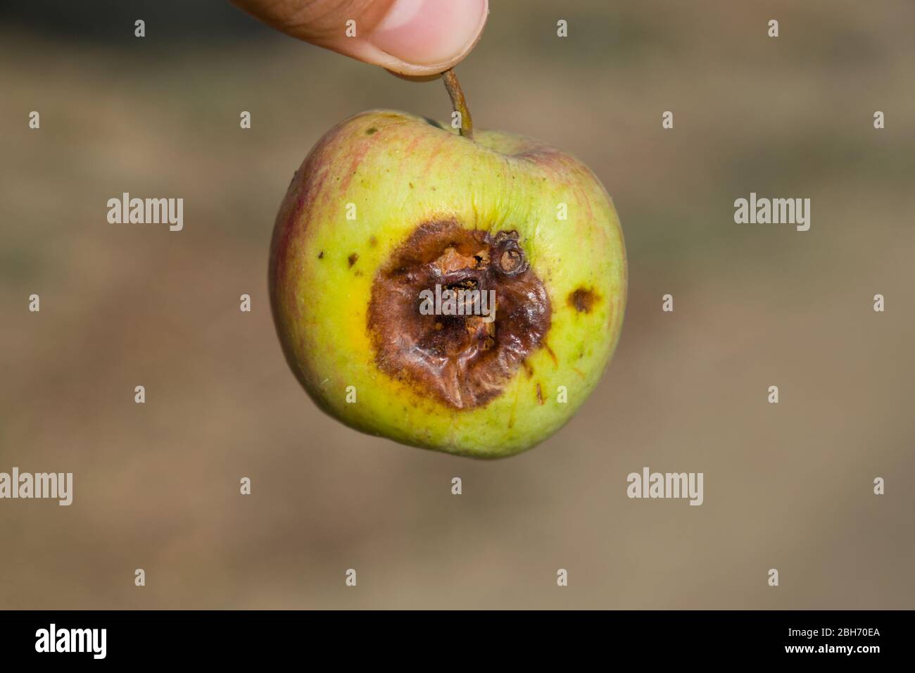 Rotten apple defeat apples hi-res stock photography and images - Alamy